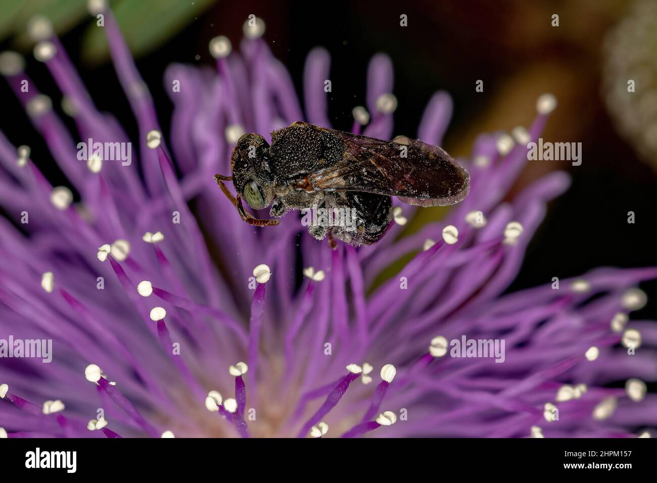 Nannotrigona High Resolution Stock Photography and Images - Alamy