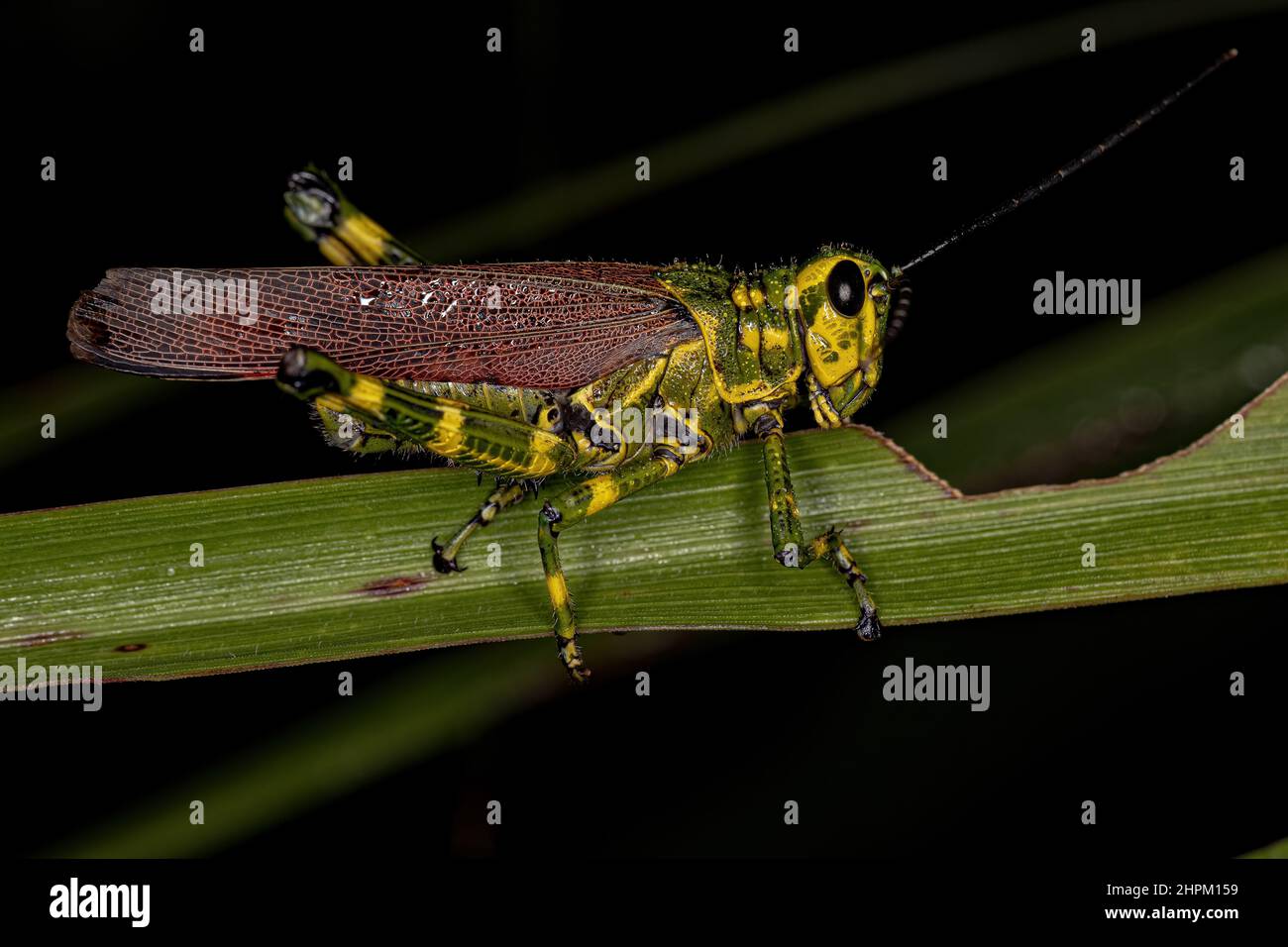 Adult Soldier Grasshopper of the species Chromacris speciosa Stock ...