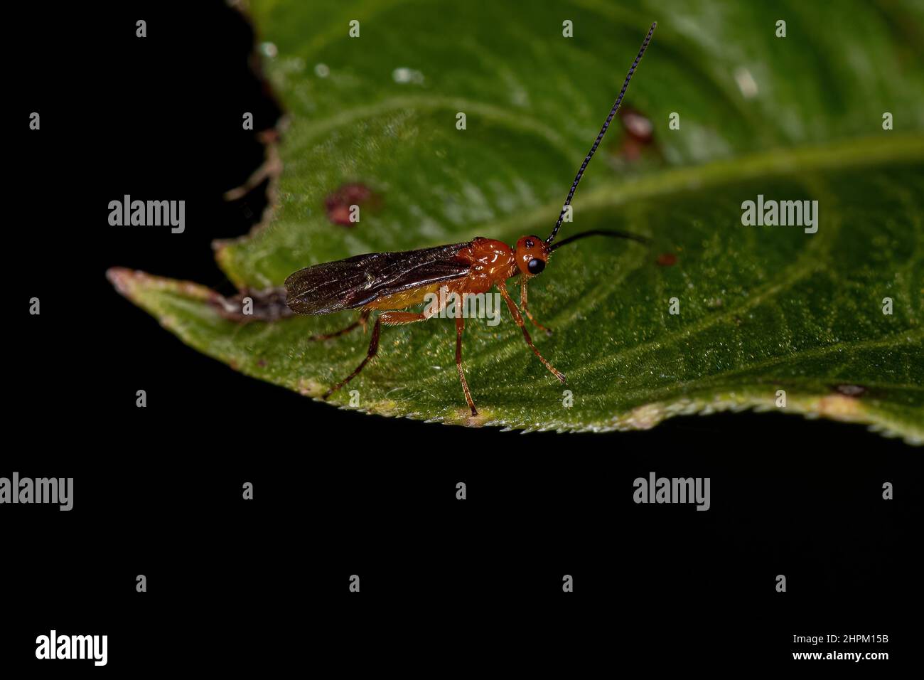 Adult Braconid Wasp of the Family Braconidae Stock Photo - Alamy