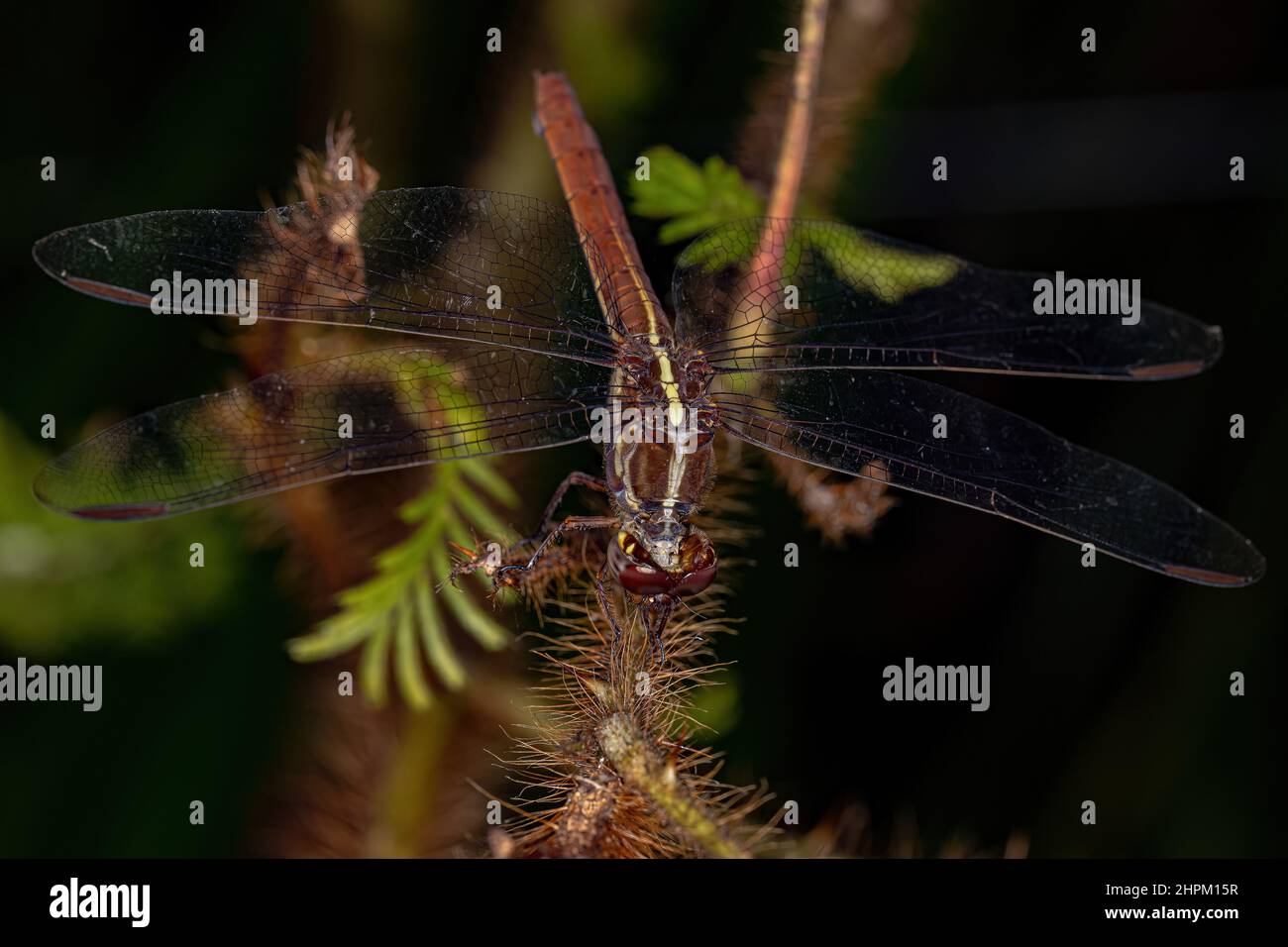 Tropical king skimmer hi-res stock photography and images - Alamy