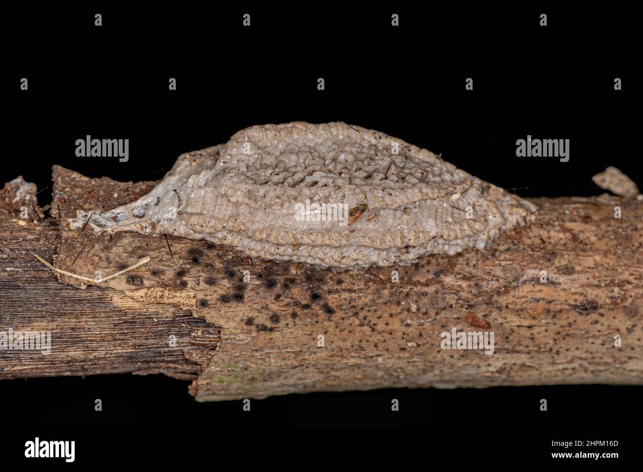 Small Planthopper Eggs of the Superfamily Fulgoroidea Stock Photo - Alamy