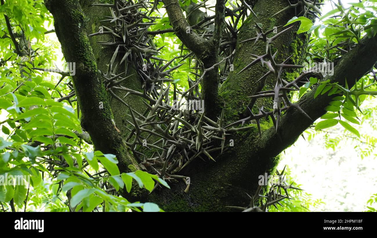 Honeylocust honeylocust tree hi-res stock photography and images - Alamy