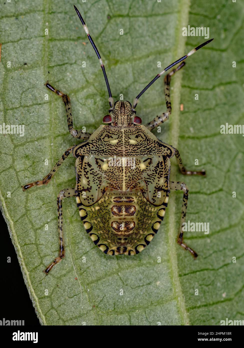 Sibaria hi-res stock photography and images - Alamy