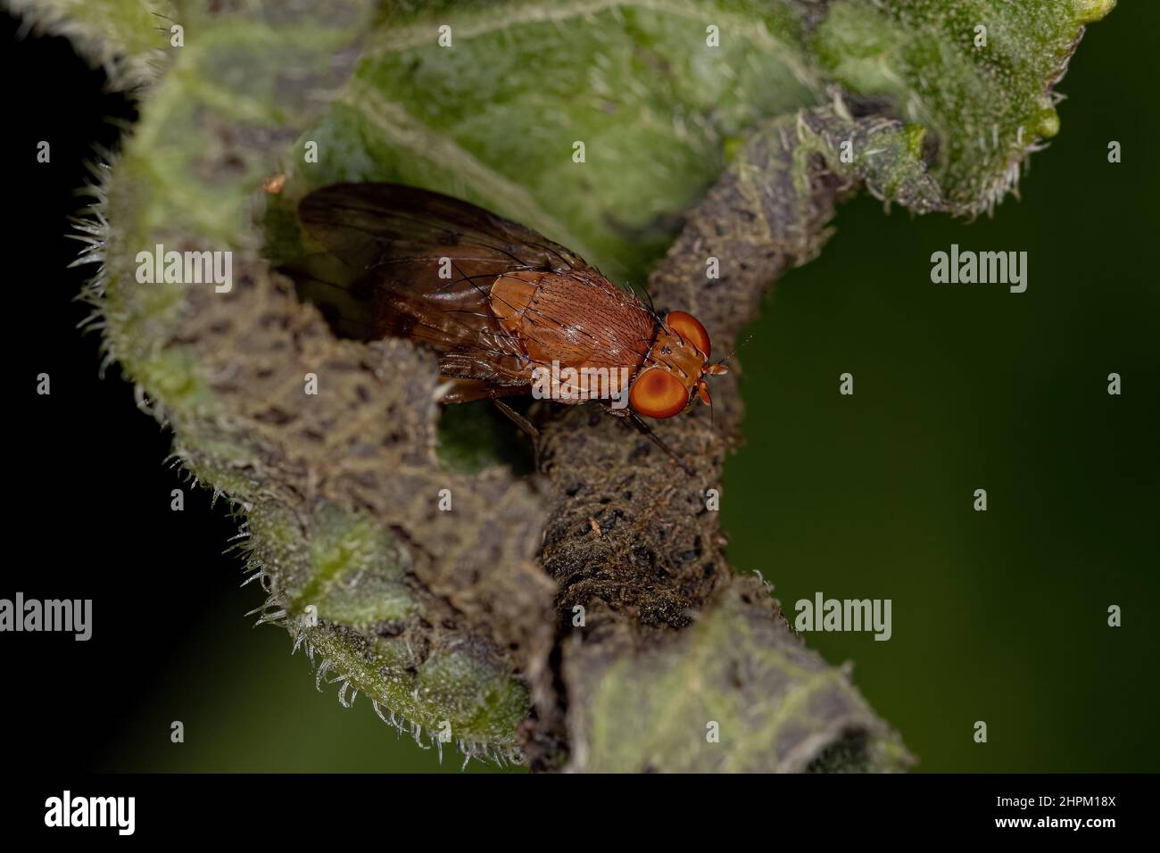 Adult Acalyptrate Fly of the Zoosubsection Acalyptratae Stock Photo - Alamy