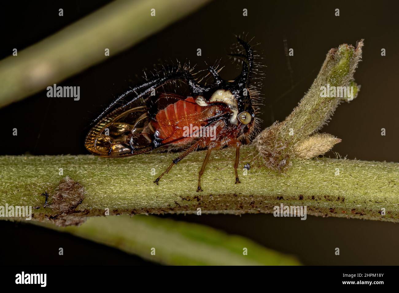 Adult Treehopper Insect of the species Cyphonia trifida Stock Photo - Alamy