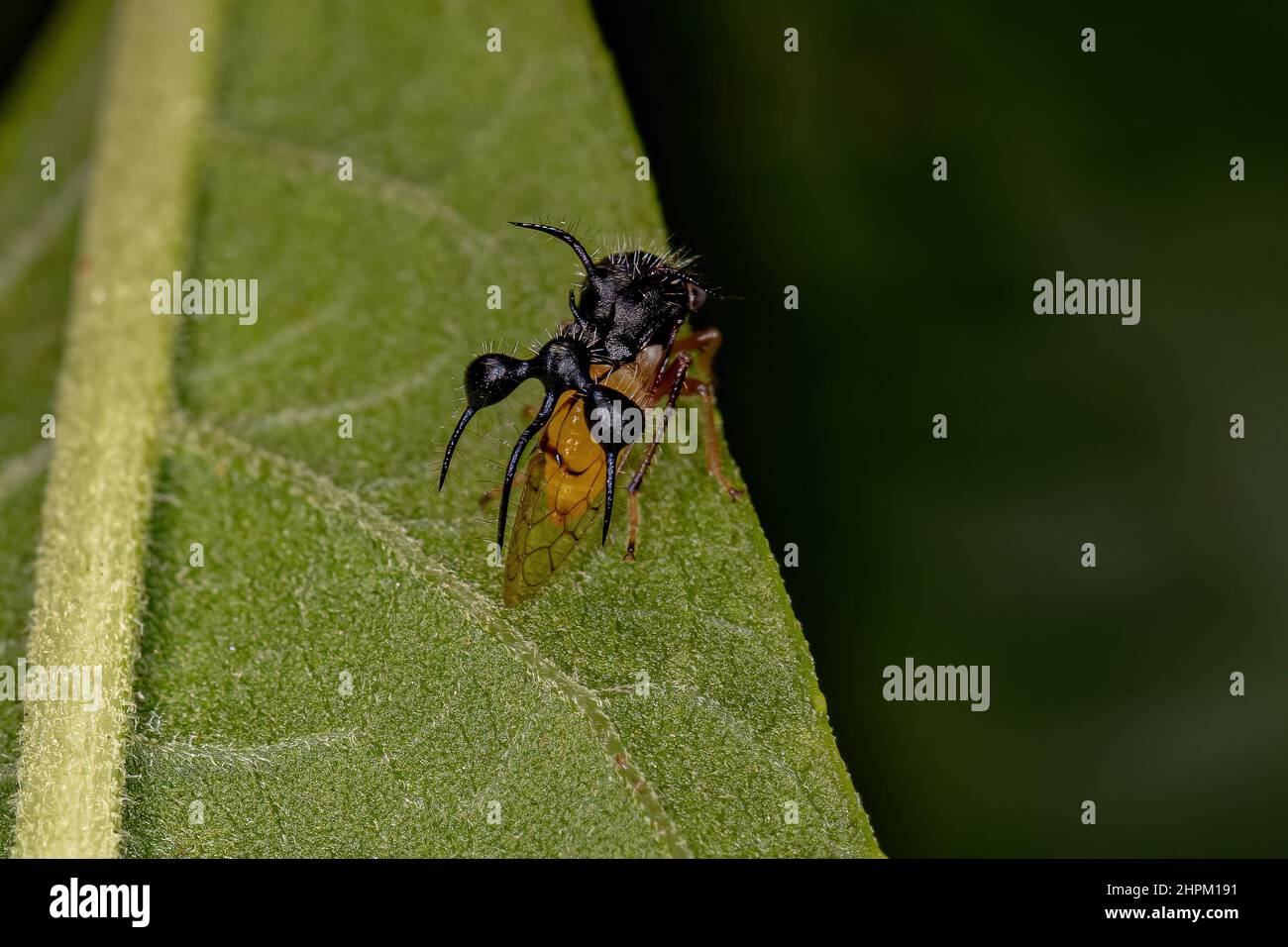 Adult Ant-mimicking Treehopper of the species Cyphonia clavata Stock ...