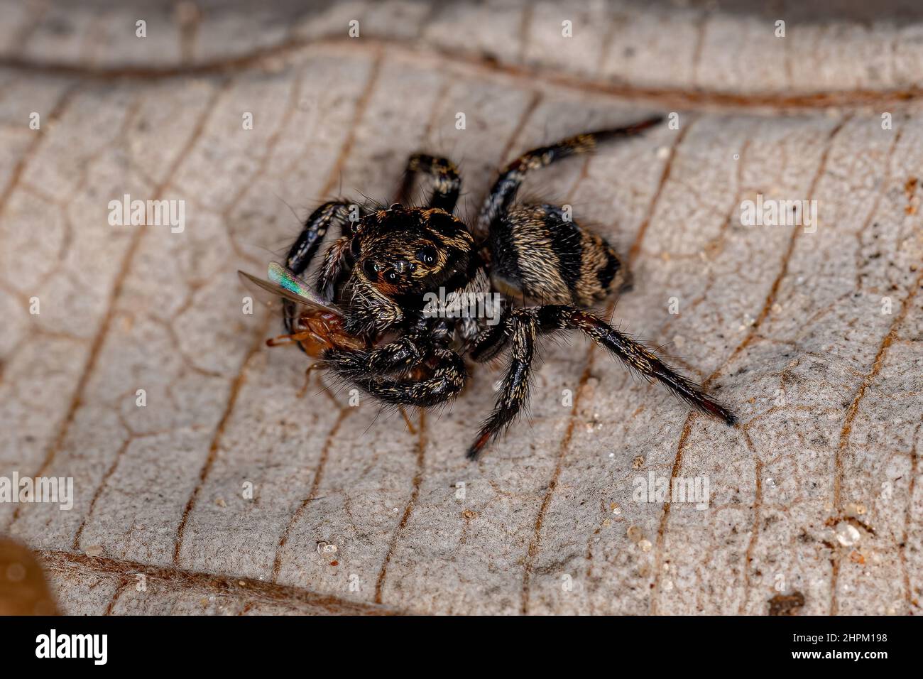 Small jumping spider of the genus Corythalia preying on a adult female ...