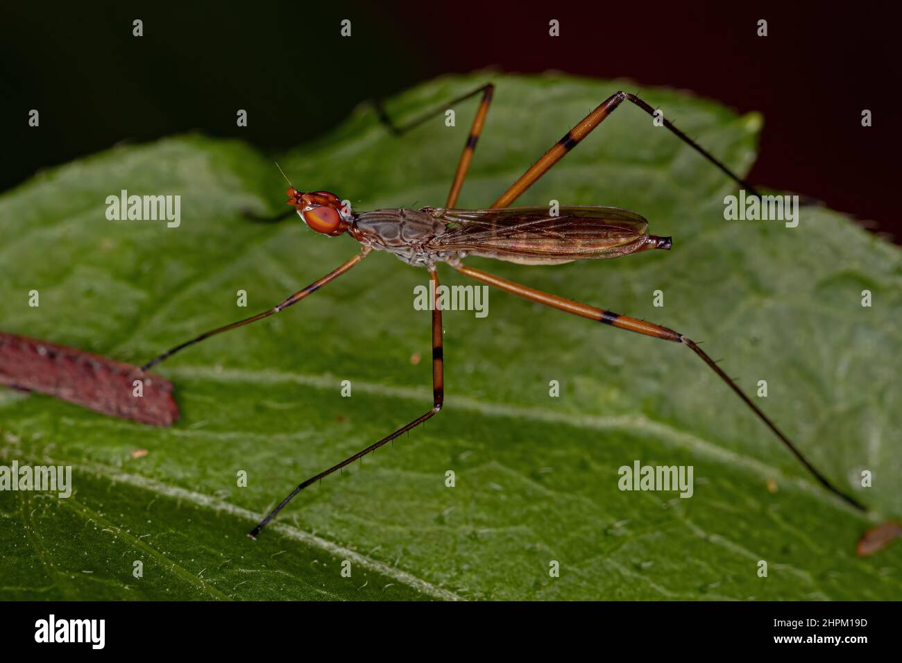 Adult Stilt-legged Fly of the Genus Micropeza Stock Photo - Alamy