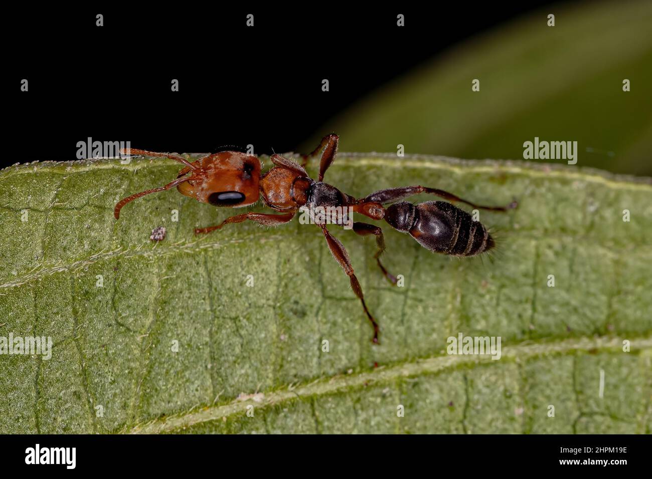 Adult Female Twig Ant of the Genus Pseudomyrmex Stock Photo - Alamy