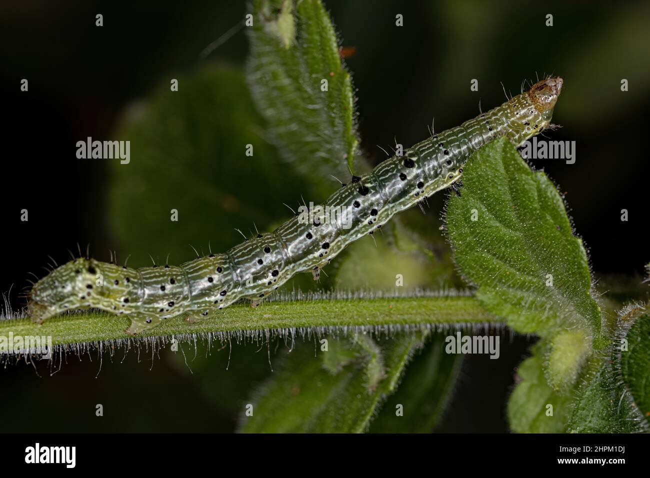 small moth larva of the Order Lepidoptera Stock Photo - Alamy