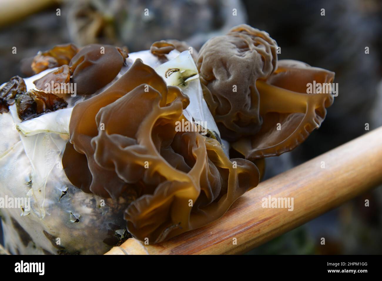 Branches of shell wood species hi-res stock photography and images - Alamy