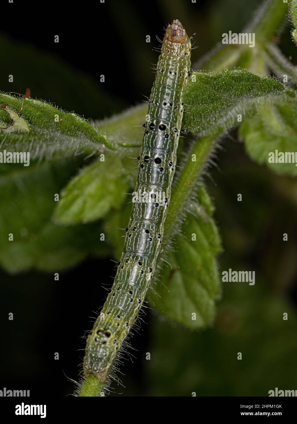 small moth larva of the Order Lepidoptera Stock Photo - Alamy