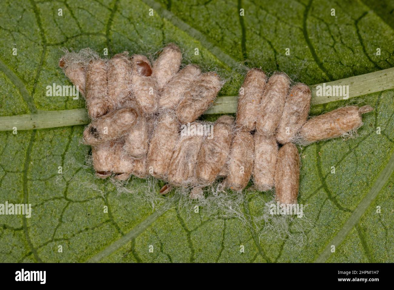 Pupae hatched from a parasitoid wasp on the back of a leaf of a plant ...