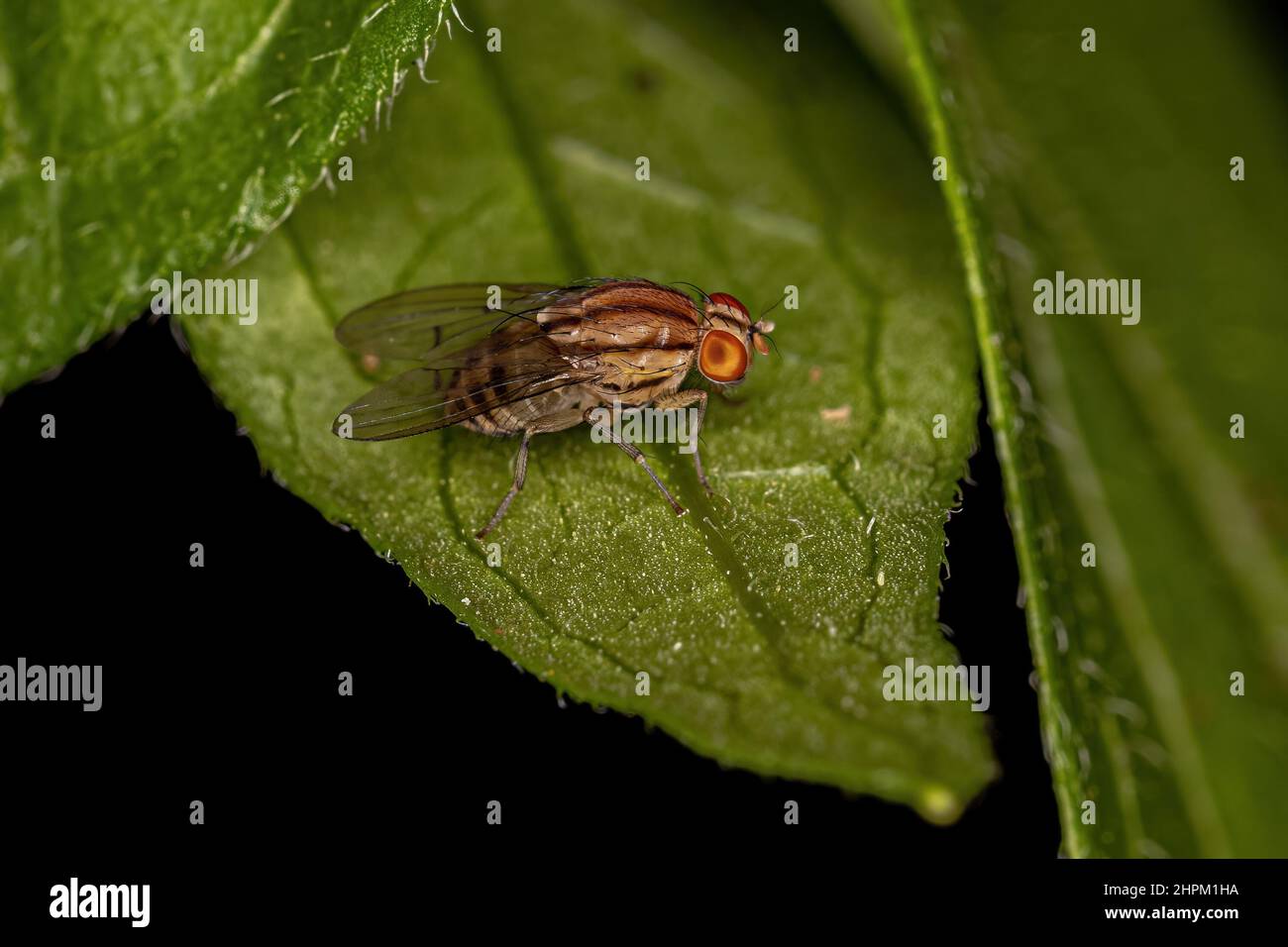 Adult Lauxaniid Fly of the Family Lauxaniidae Stock Photo - Alamy
