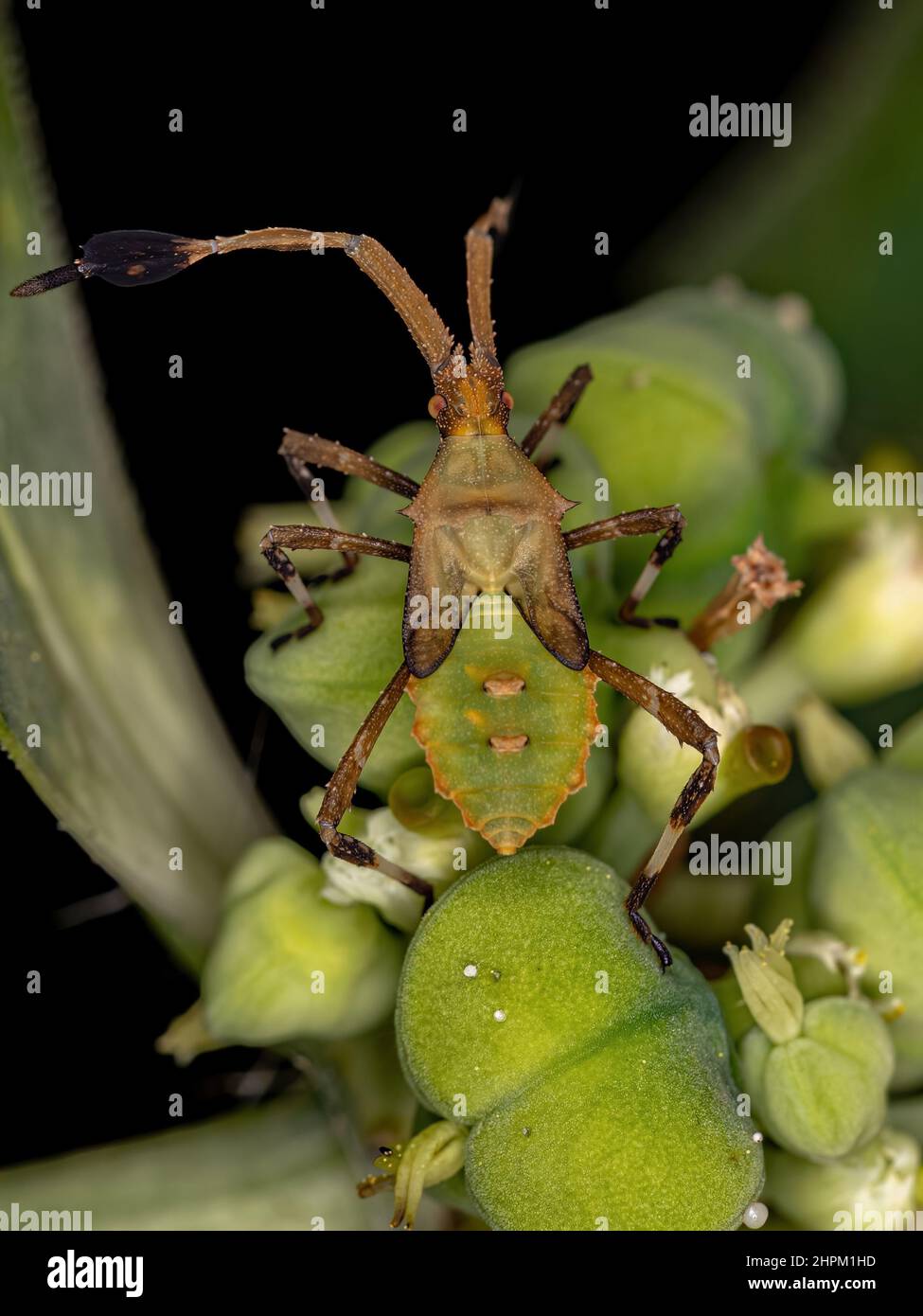 Leaf-footed Bug Nymph of the genus Chariesterus Stock Photo - Alamy
