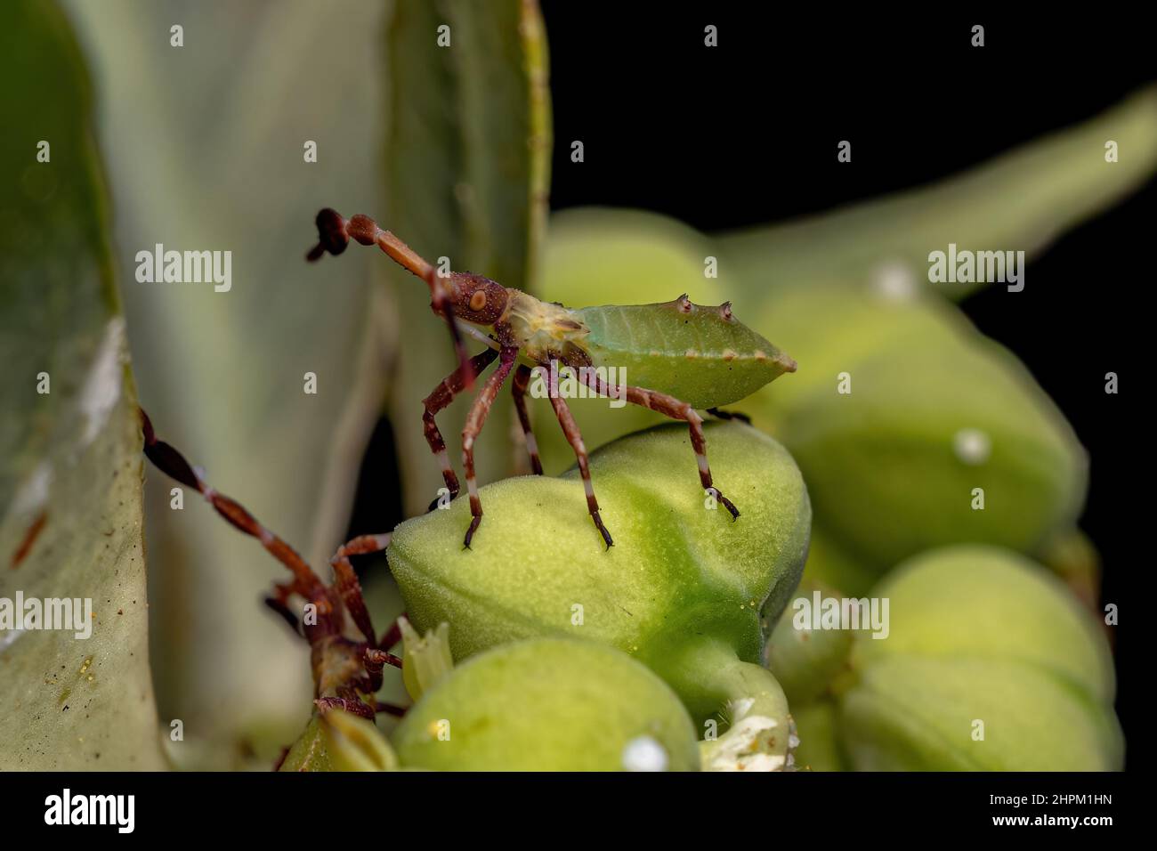 Leaf-footed Bug Nymph of the genus Chariesterus Stock Photo - Alamy