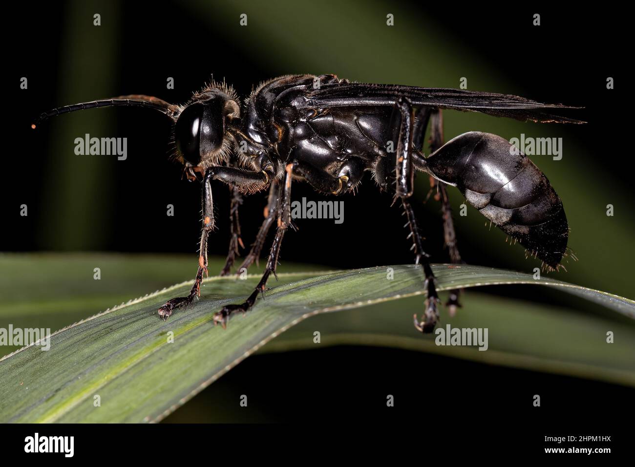 Adult Thread-waisted Wasp of the Genus Sphex Stock Photo - Alamy
