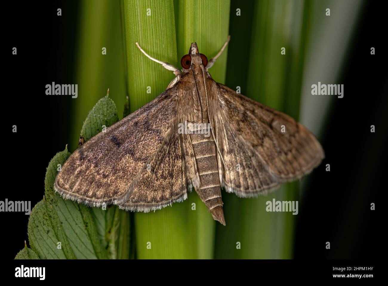 Adult Pearl Moth of the Tribe Herpetogrammatini Stock Photo - Alamy