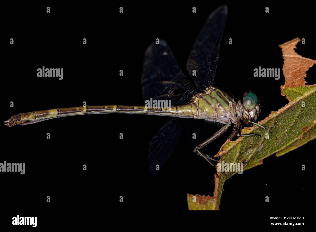 adult clubtail dragonfly of the family gomphidae Stock Photo - Alamy