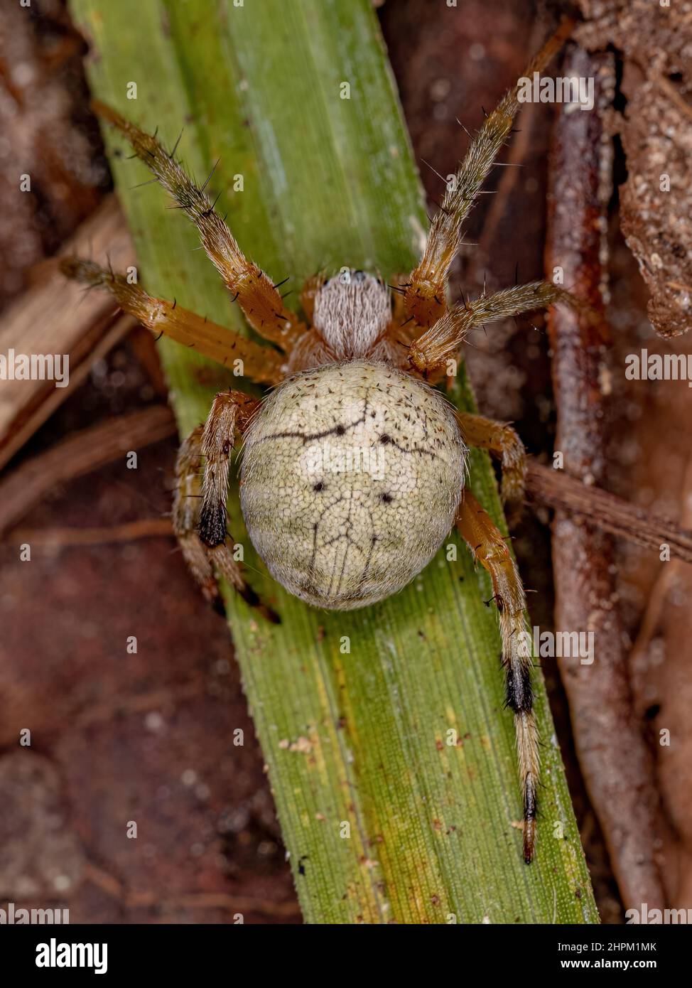 Small Typical Orbweaver of the Genus Araneus Stock Photo - Alamy