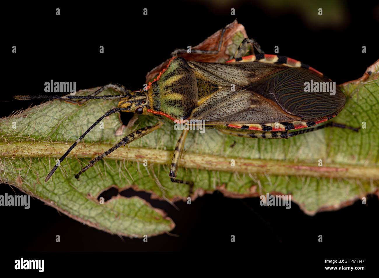Adult Leaf-footed Bug of the genus Acidomeria Stock Photo - Alamy