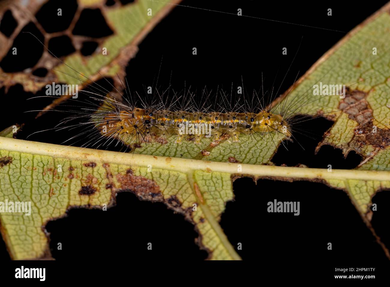 Erebidae larva larvae hi-res stock photography and images - Alamy