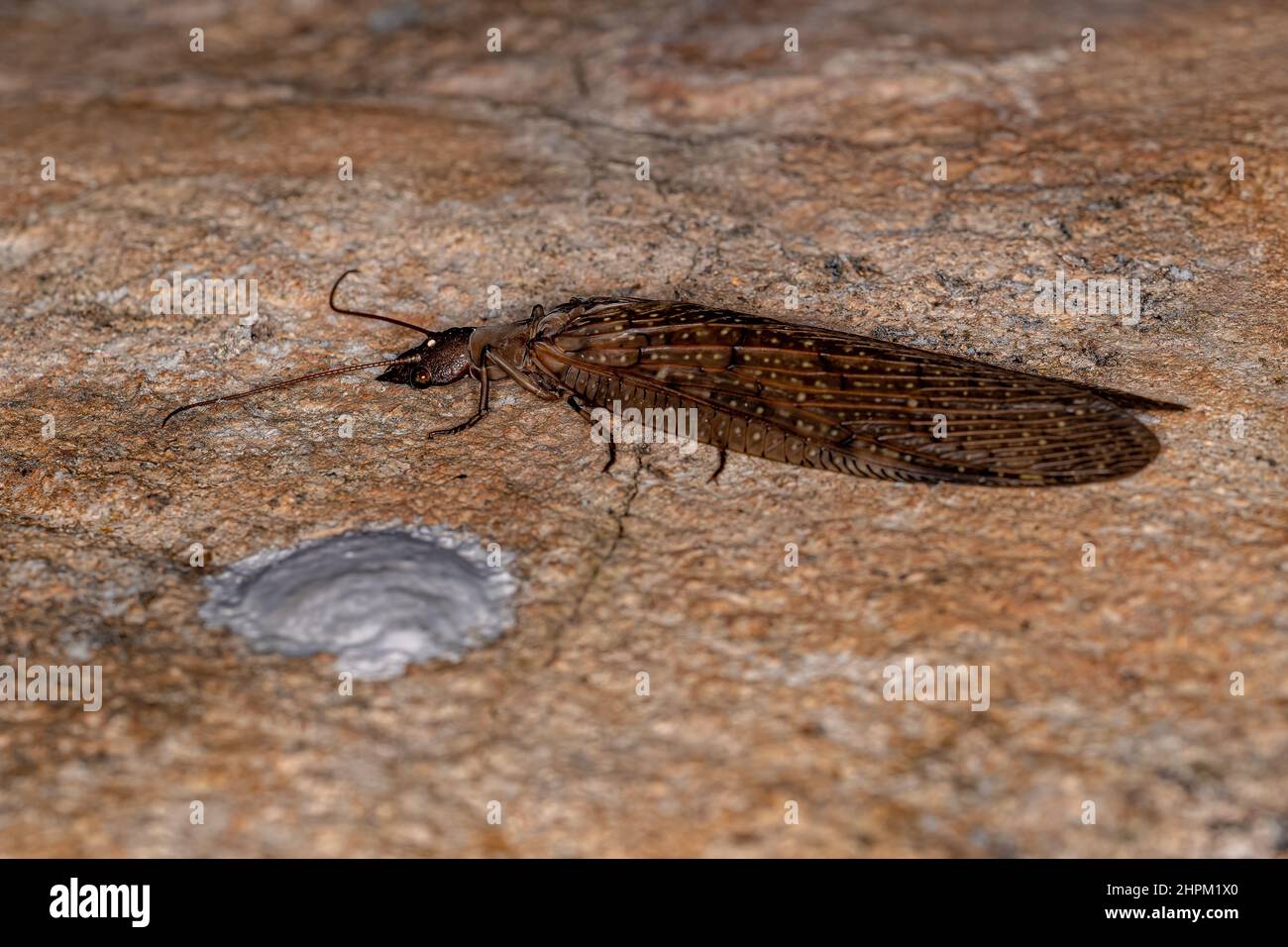 Adult Female Dobsonfly Insect of the Genus Corydalus Stock Photo - Alamy