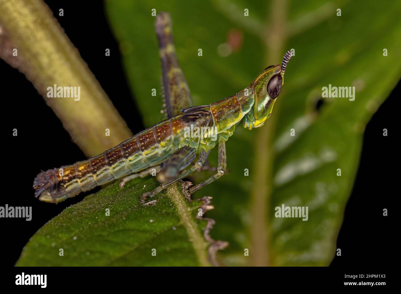 Monkey Grasshopper Nymph of the Family Eumastacidae Stock Photo - Alamy