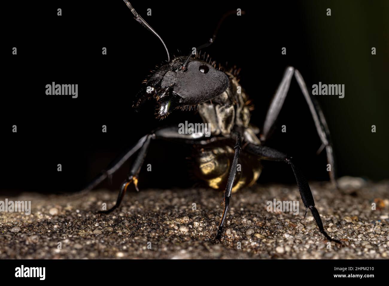 Female Adult Shimmering Golden Sugar Ant of the species Camponotus ...