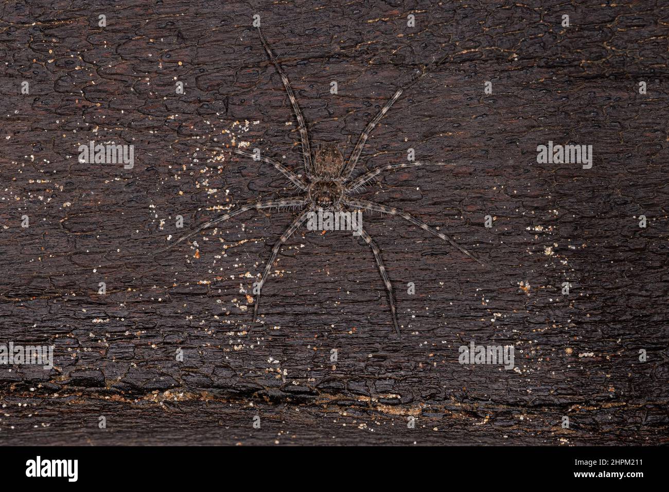 Trechaleid spider hi-res stock photography and images - Alamy