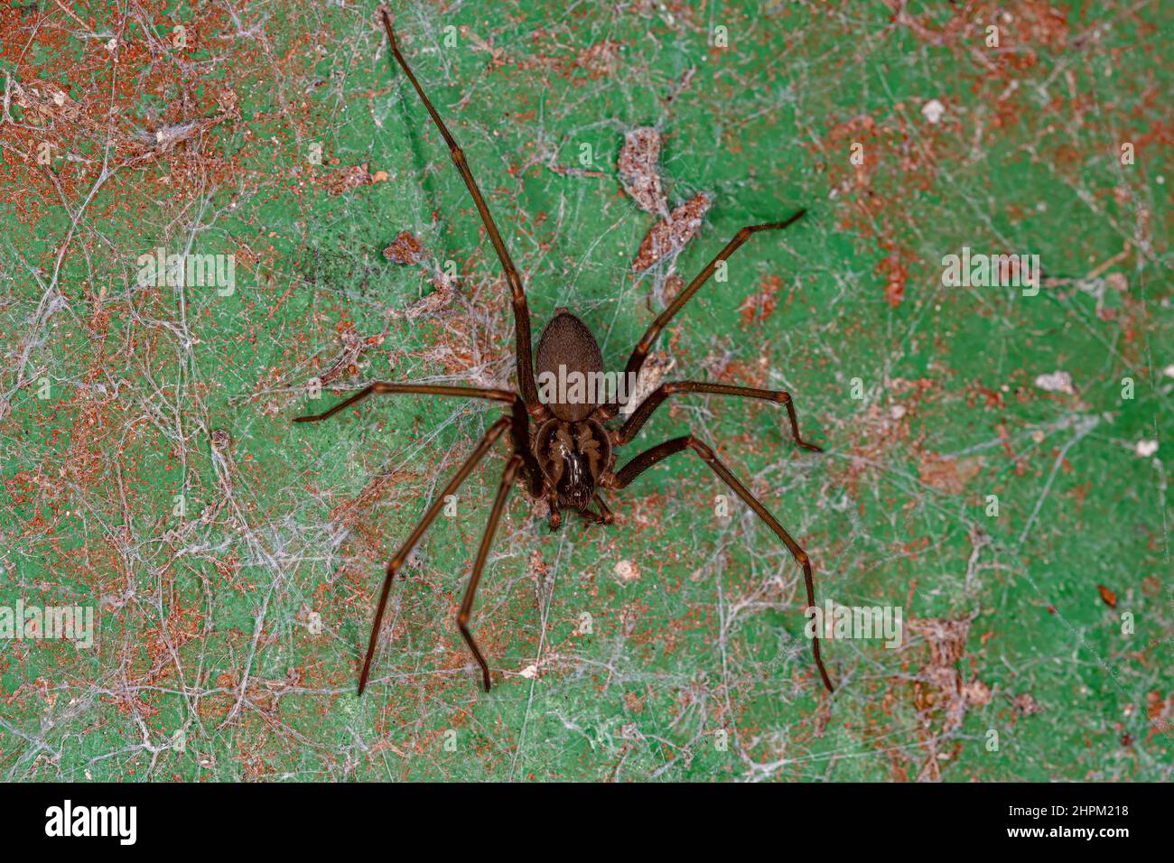 Small Recluse Spider of the Genus Loxosceles Stock Photo - Alamy
