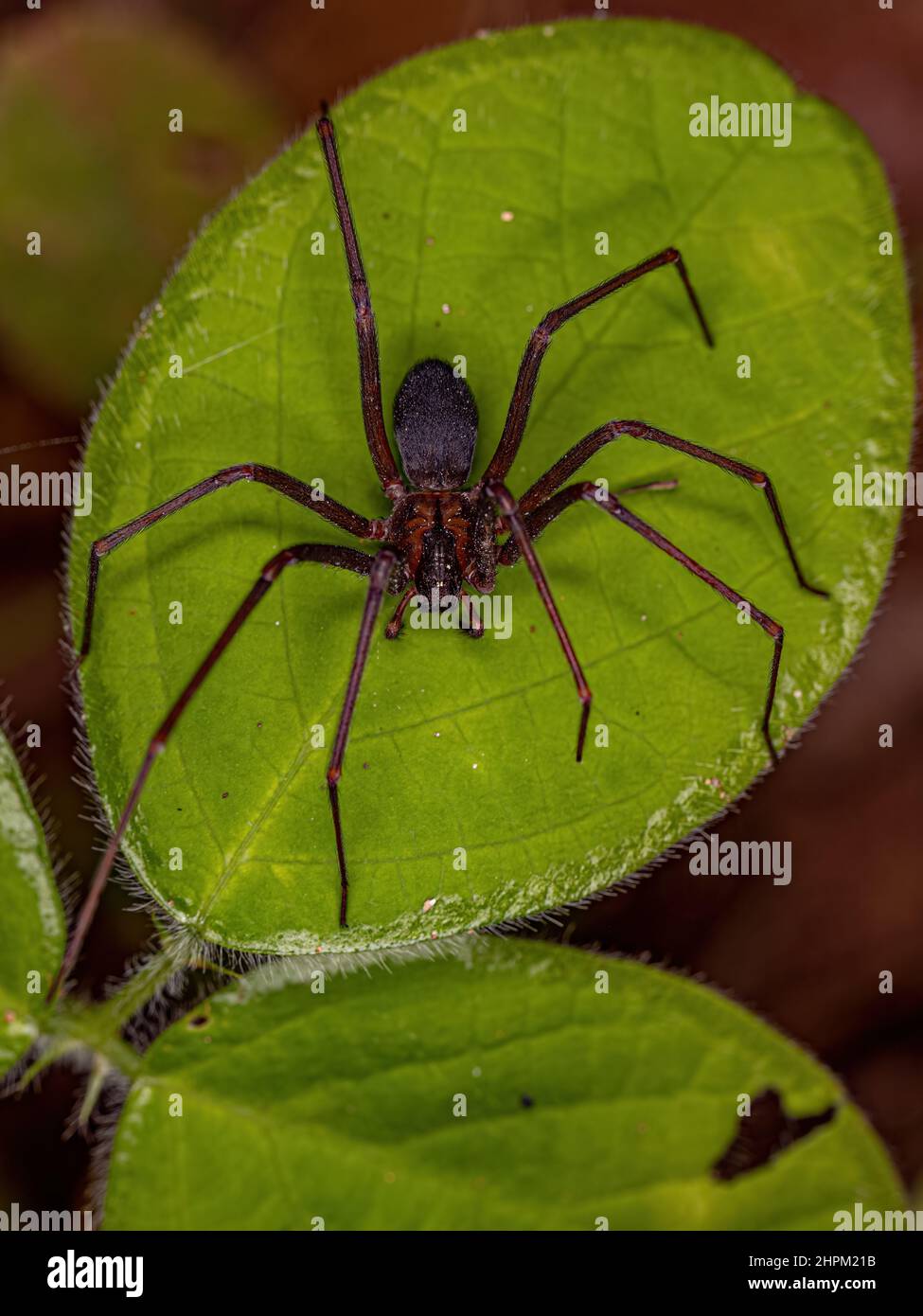 Adult Recluse Spider of the Genus Loxosceles Stock Photo - Alamy