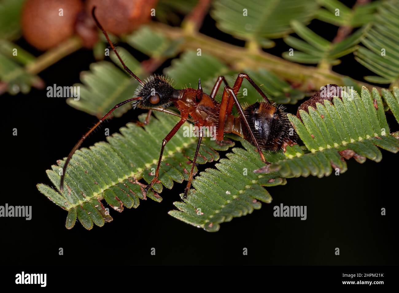 Broad-headed Bug Nymph of the family Alydidae Stock Photo - Alamy