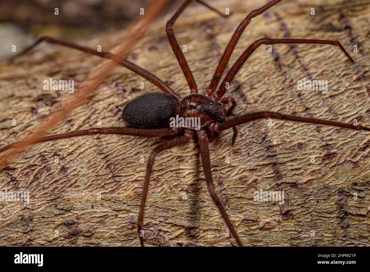 Brown recluse spider venom hi-res stock photography and images - Alamy