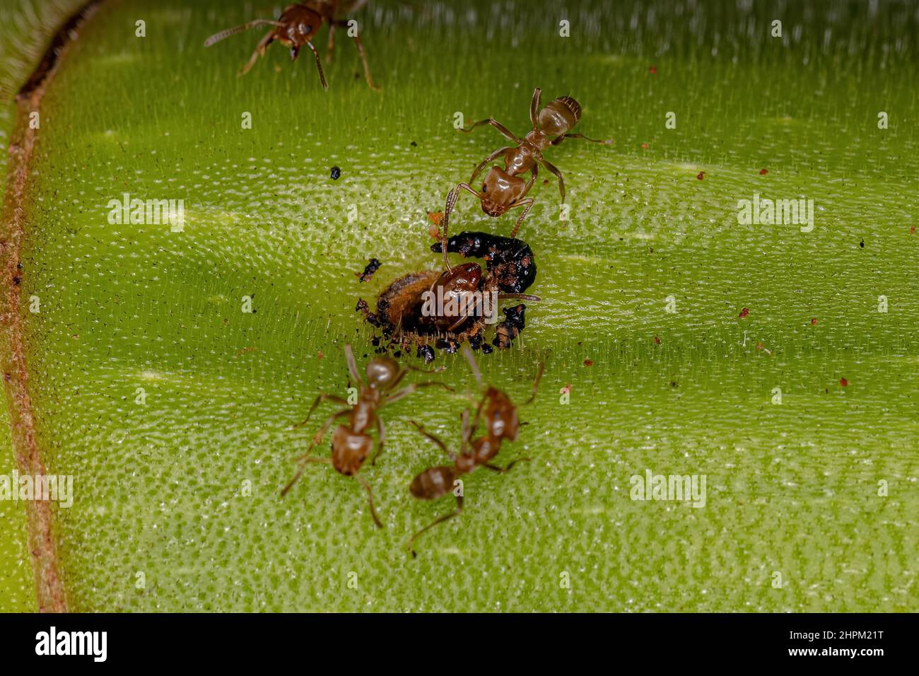 Adult Cecropia Ants of the Genus Azteca on a Cecropia trunk Stock Photo ...