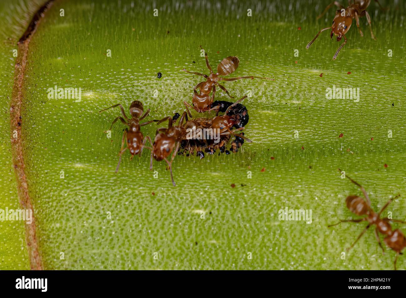 Azteca ant cecropia hi-res stock photography and images - Alamy