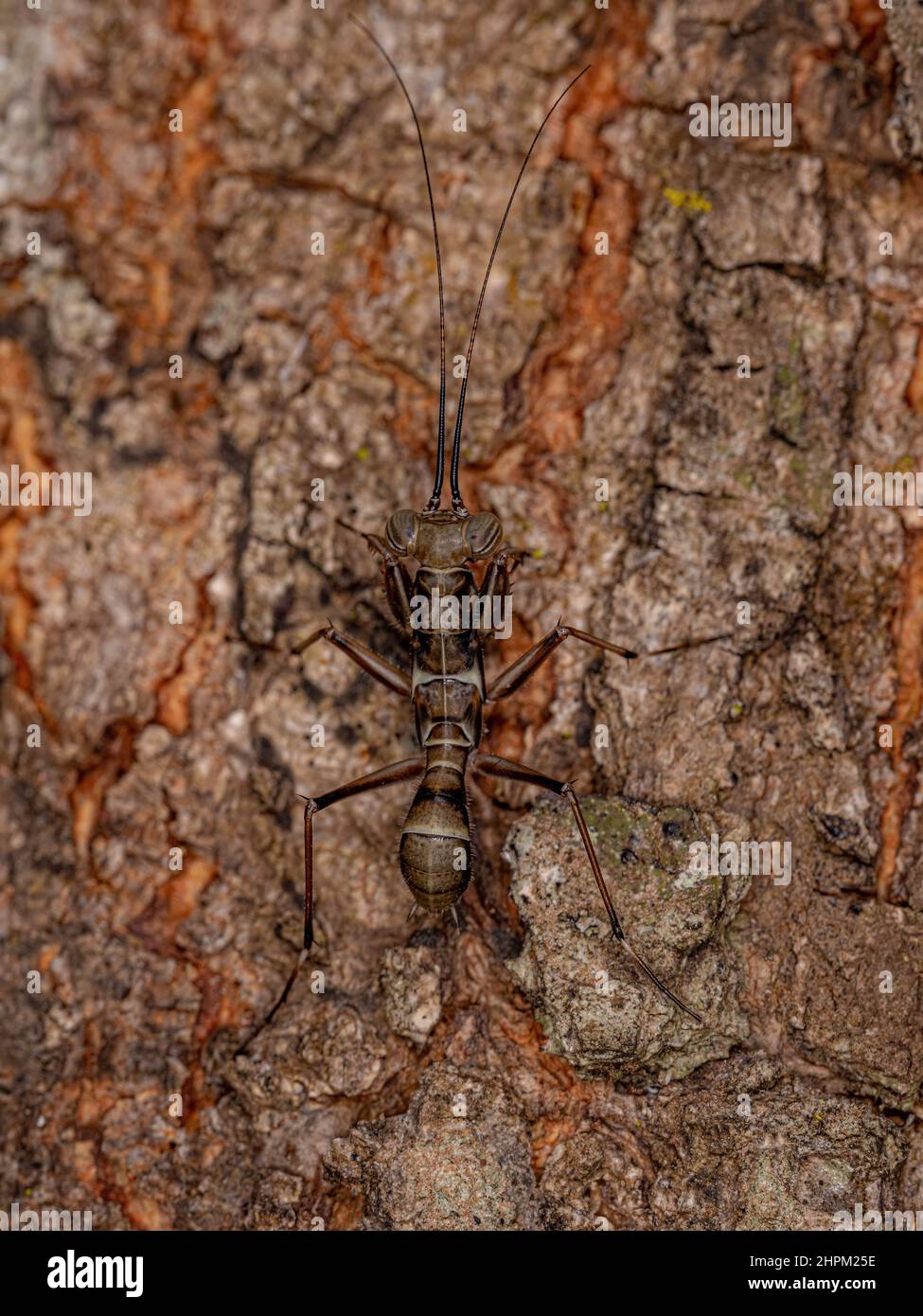 Black winged grasshopper hi-res stock photography and images - Alamy