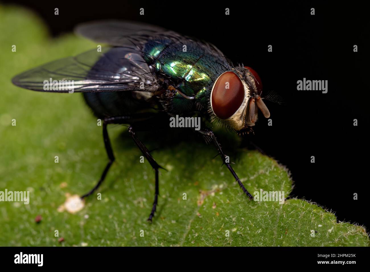 Adult Blow Fly of the Genus Chrysomya Stock Photo - Alamy