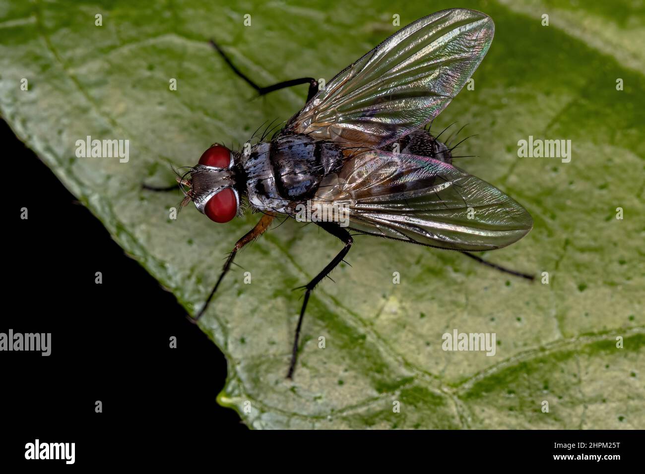 Adult Bristle Fly of the Genus Cholomyia Stock Photo - Alamy