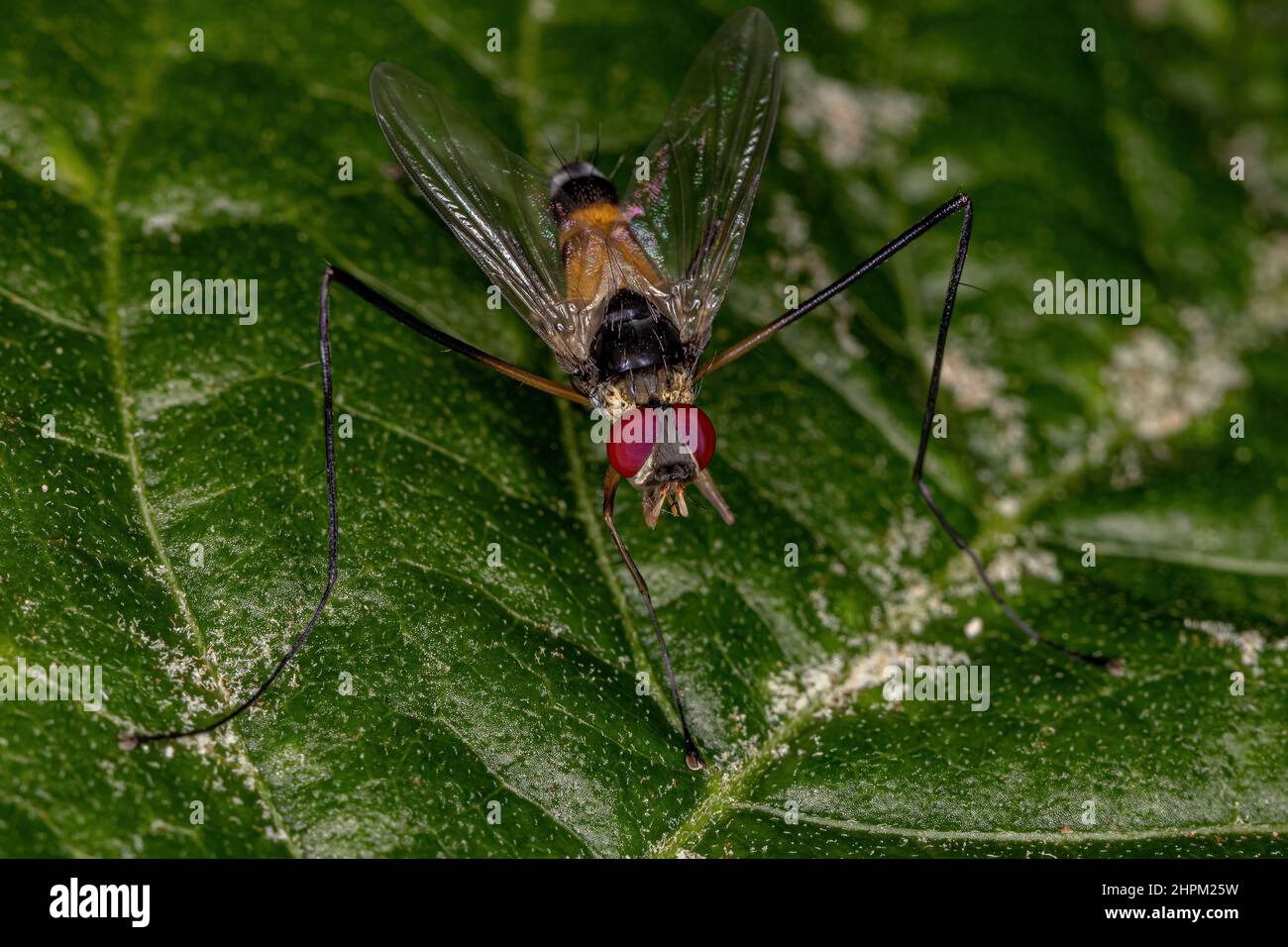 Adult Bristle Fly of the Genus Cholomyia Stock Photo - Alamy