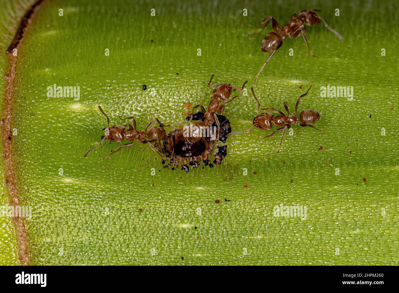 Adult Cecropia Ants of the Genus Azteca on a Cecropia trunk Stock Photo ...