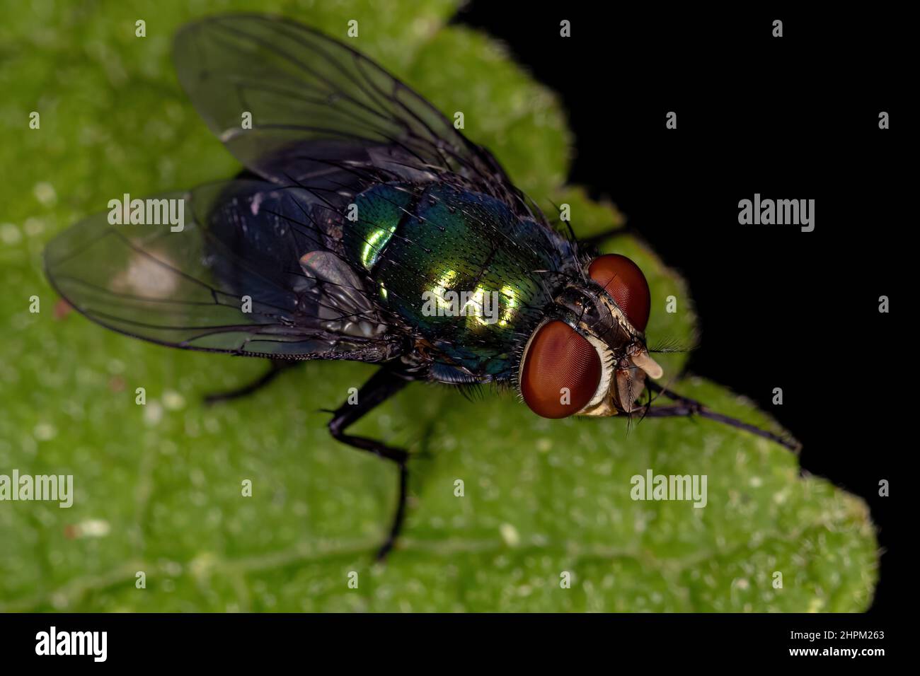 Adult Blow Fly of the Genus Chrysomya Stock Photo - Alamy