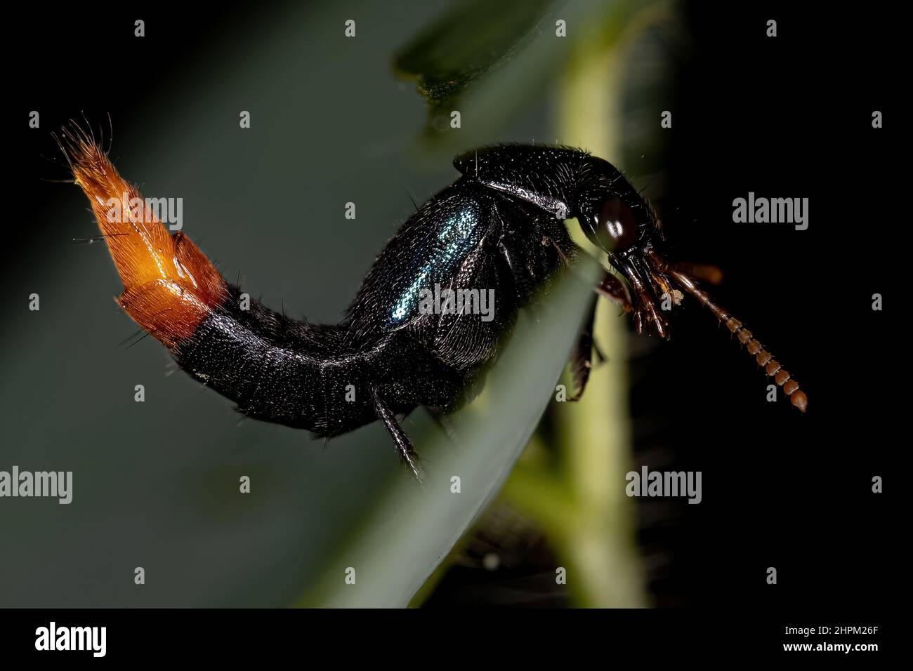 Adult Rove Beetle of the Subtribe Xanthopygina Stock Photo - Alamy