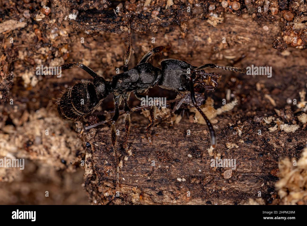 Adult Female Panther Ant of the Genus Pachycondyla preying on a ...