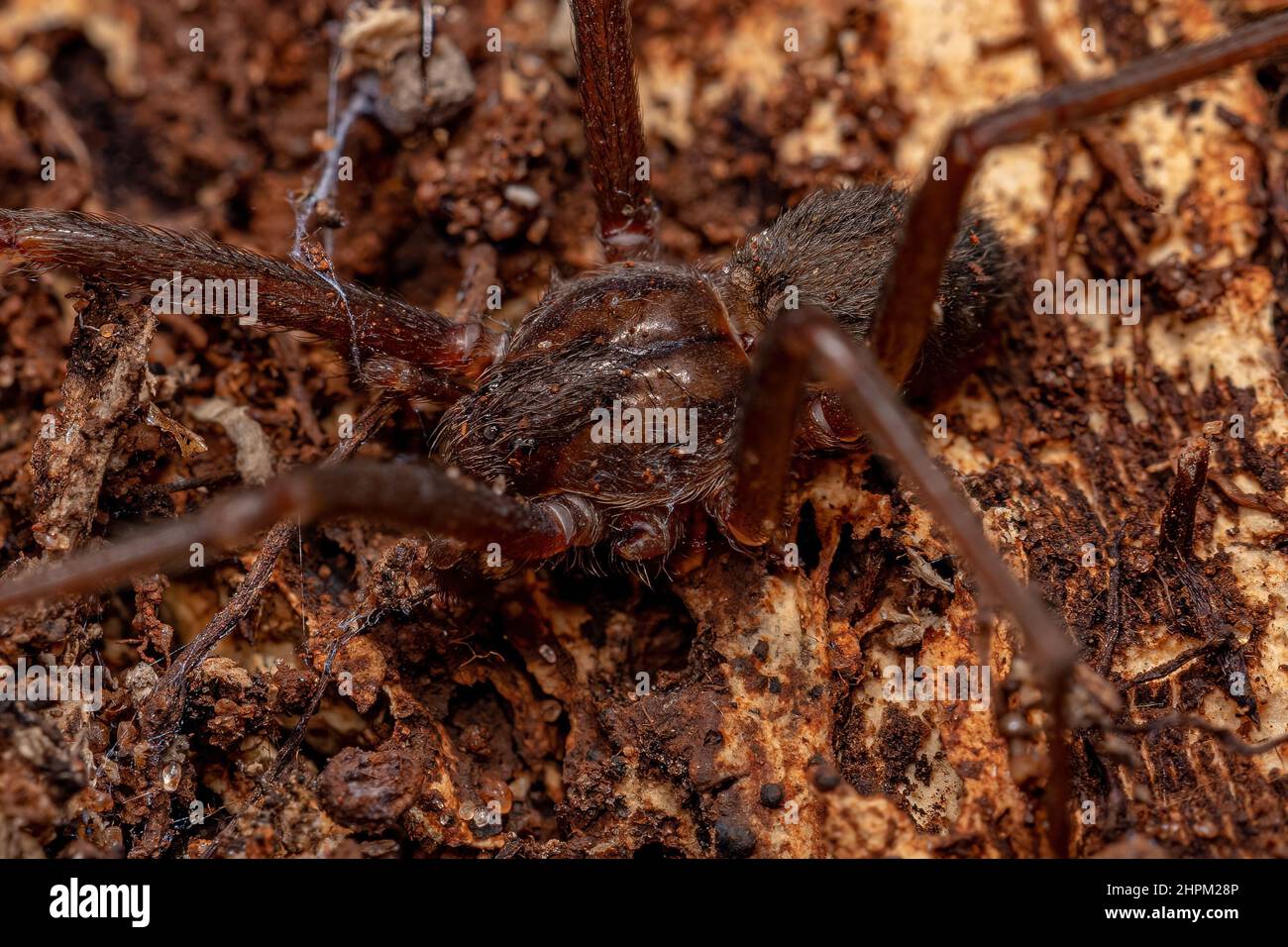 Brown recluse spider venom hi-res stock photography and images - Alamy