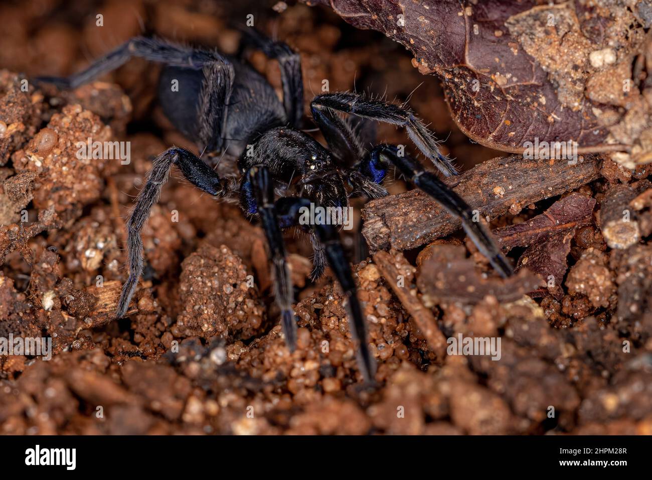Entelegyne spiders hi-res stock photography and images - Alamy