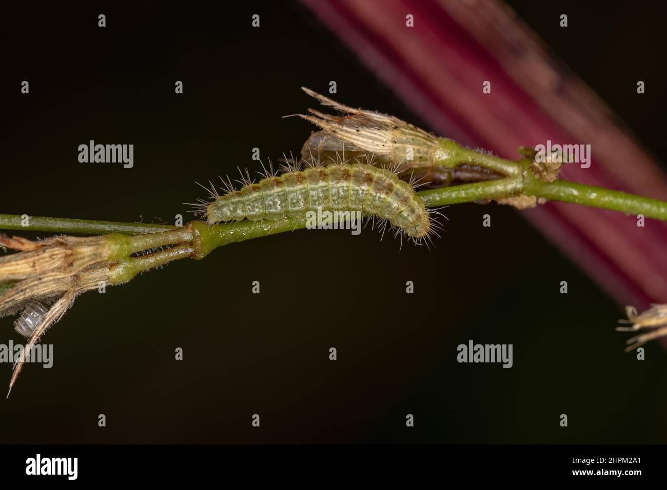 small moth larva of the Order Lepidoptera Stock Photo - Alamy