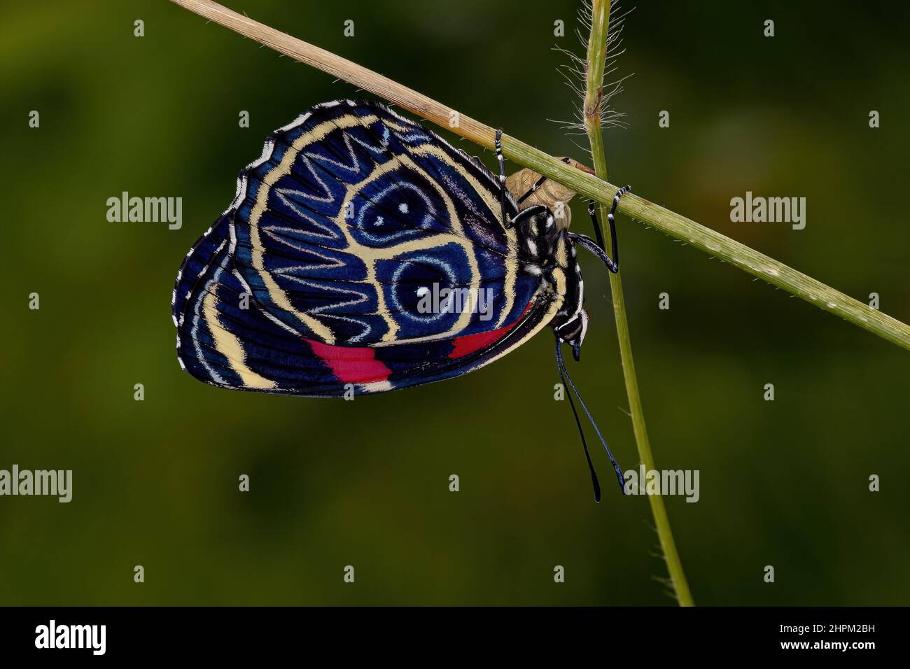 Adult Eighty Butterfly of the species Callicore sorana Stock Photo - Alamy
