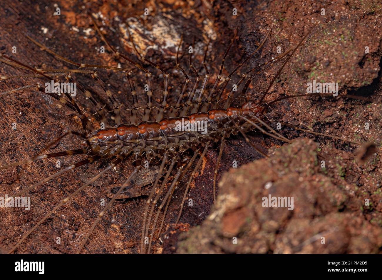 Small House Centipede of the Family Scutigeridae Stock Photo - Alamy