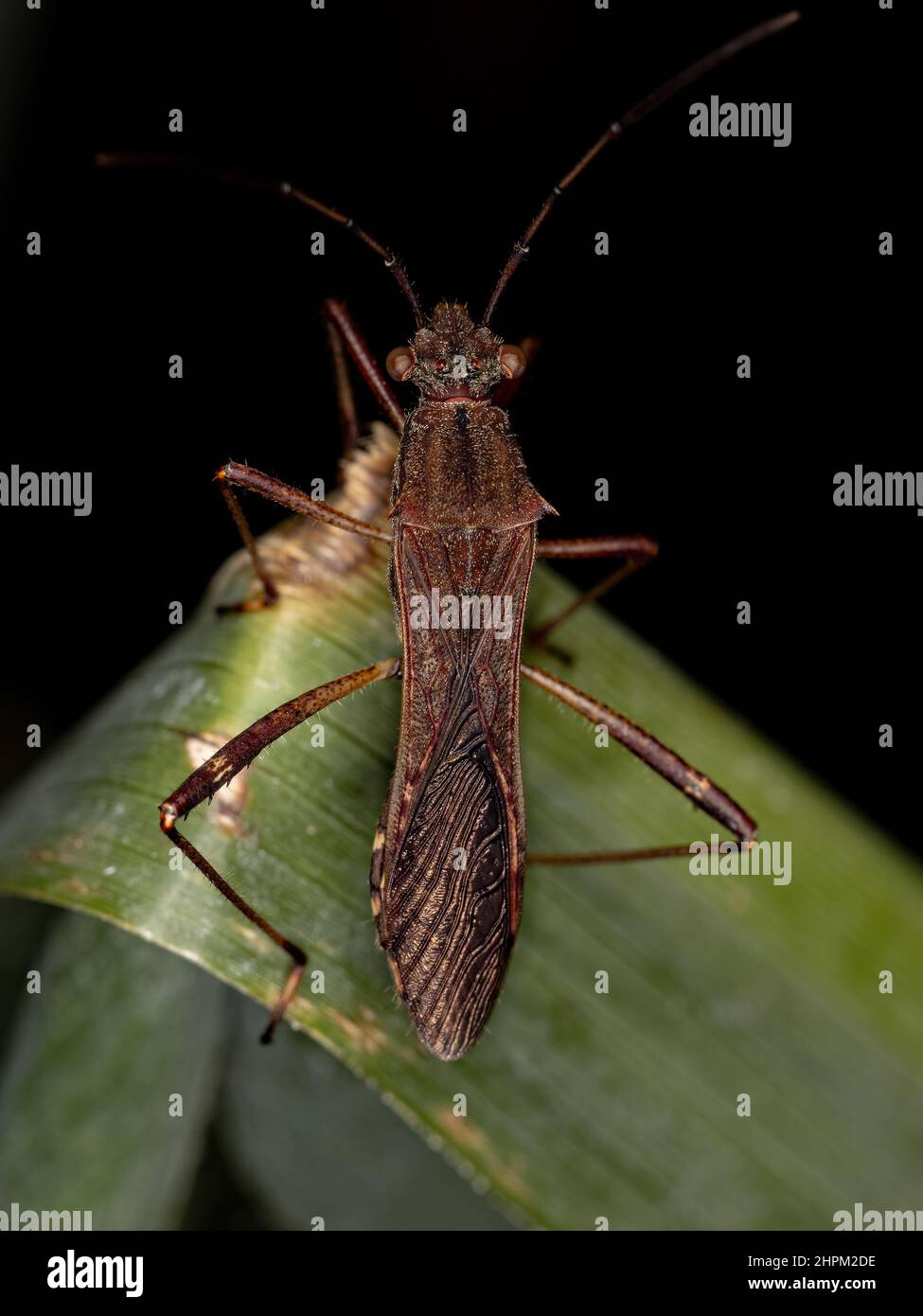 Adult Broad-headed Bug of the Species Neomegalotomus parvus Stock Photo ...